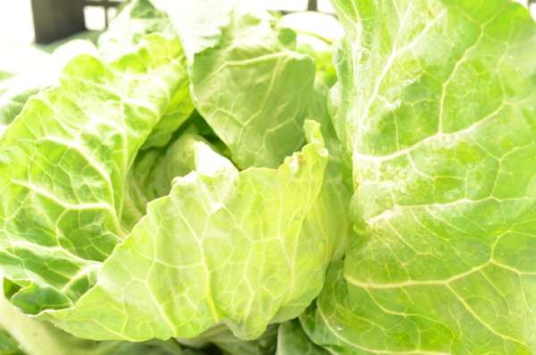 Couve Portuguesa Bio