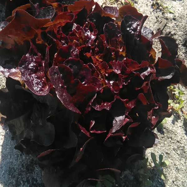 Alface Roxa Bio
